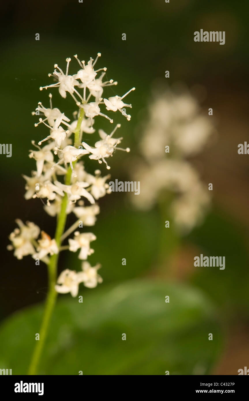 Maianthemum bifolium nature hi-res stock photography and images - Alamy