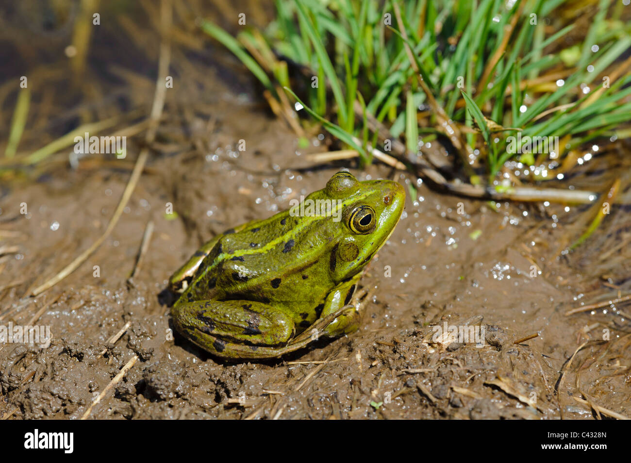 Edible frog hi-res stock photography and images - Alamy