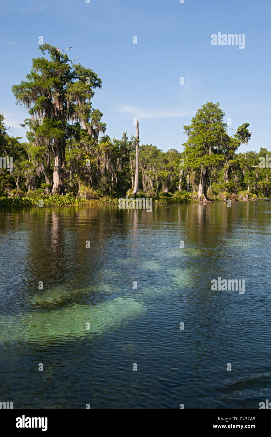 Scenic views of the Wakulla River at Wakulla Springs State Park near ...