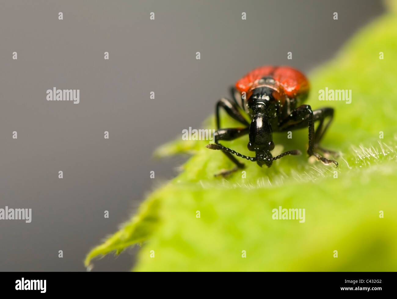Rhynchitidae hi-res stock photography and images - Alamy