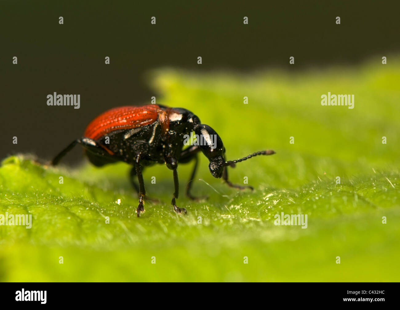 Rhynchitidae hi-res stock photography and images - Alamy