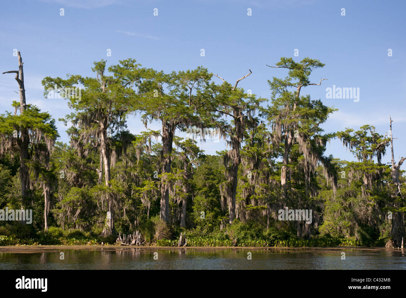 Scenic views of the Wakulla River at Wakulla Springs State Park near ...