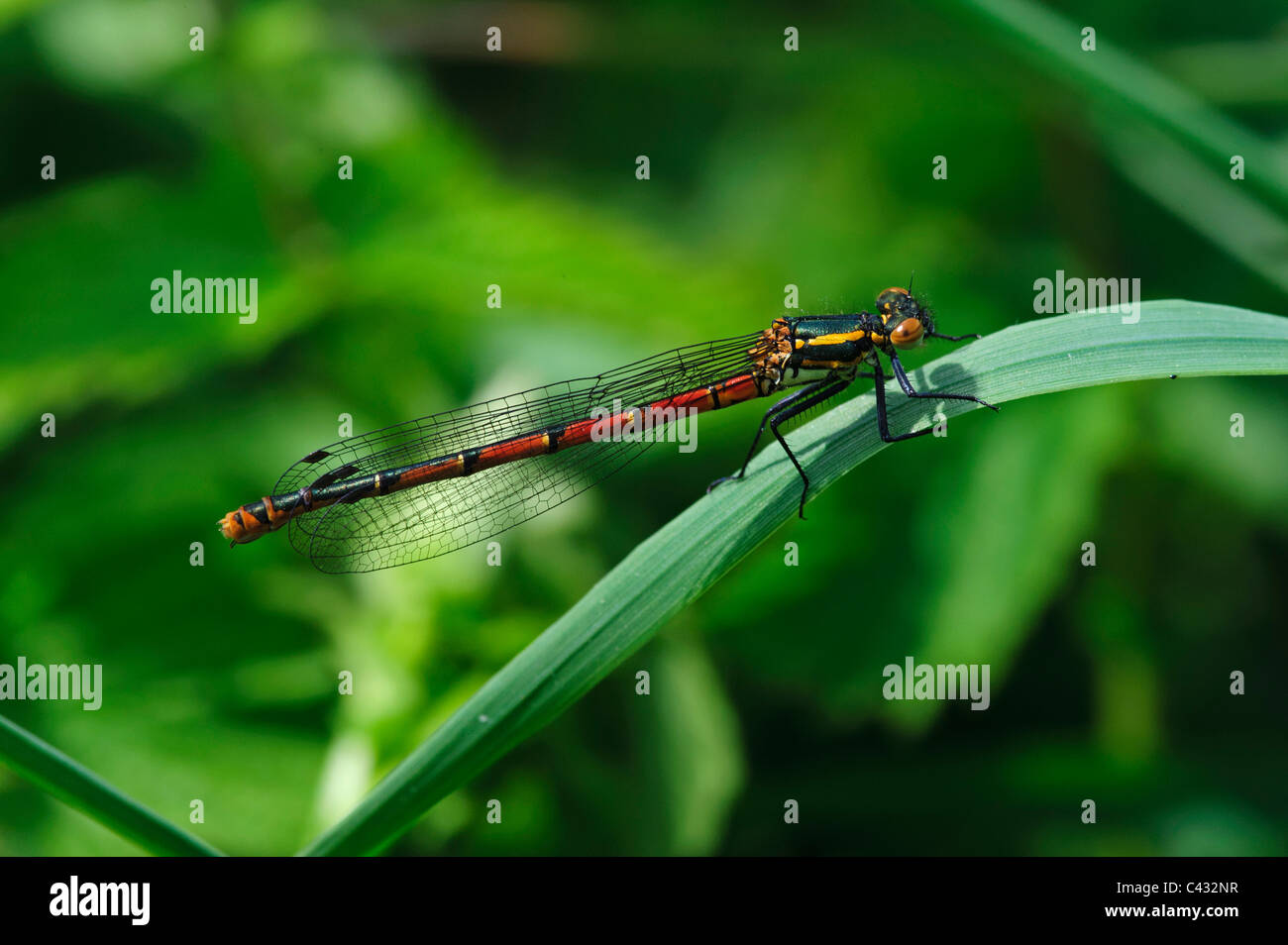 Large Red Damselfly (Pyrrhosoma nymphula melanotum), female Stock Photo ...
