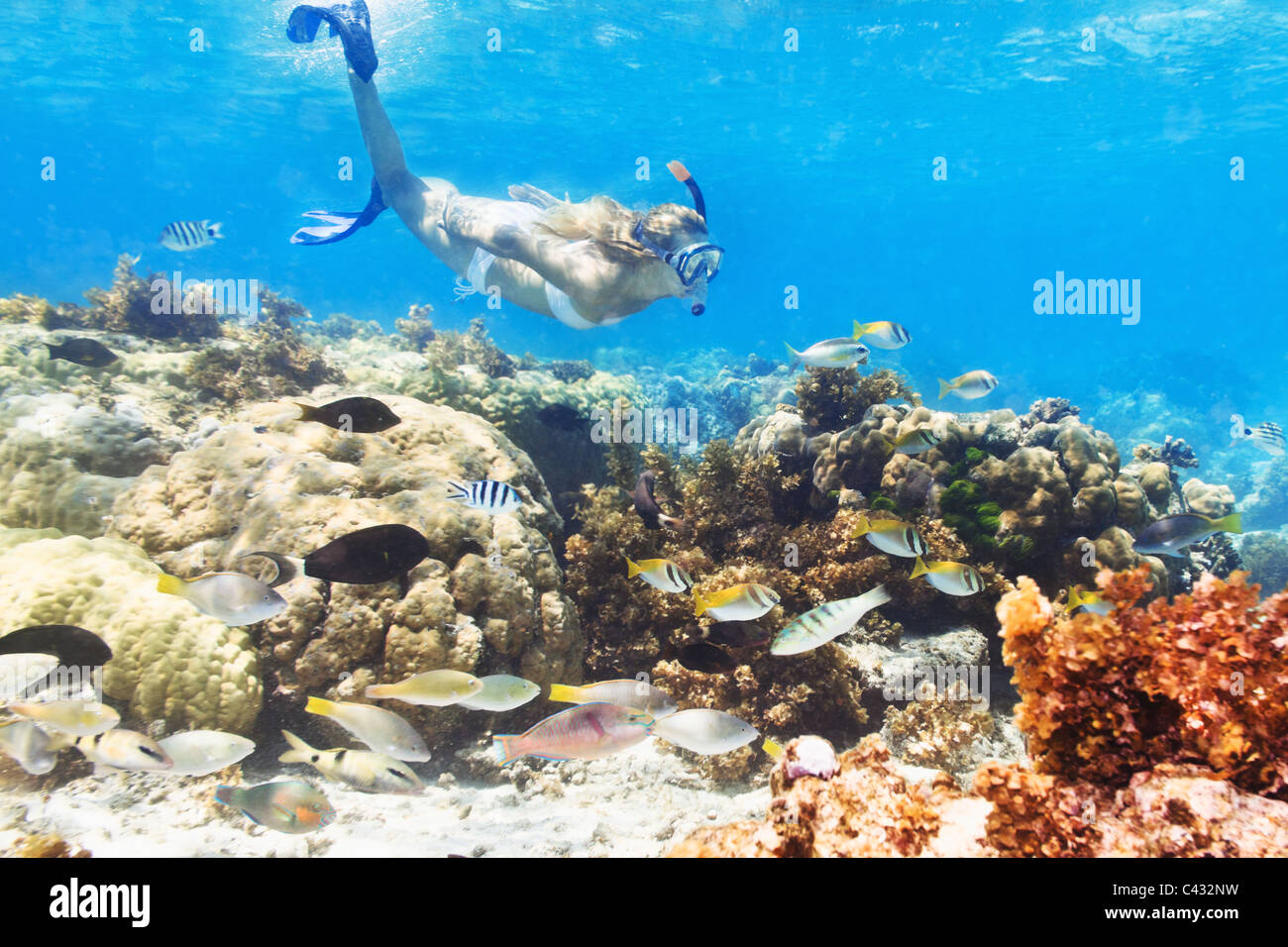 Beautiful woman diver swimming among the coral reef Stock Photo - Alamy