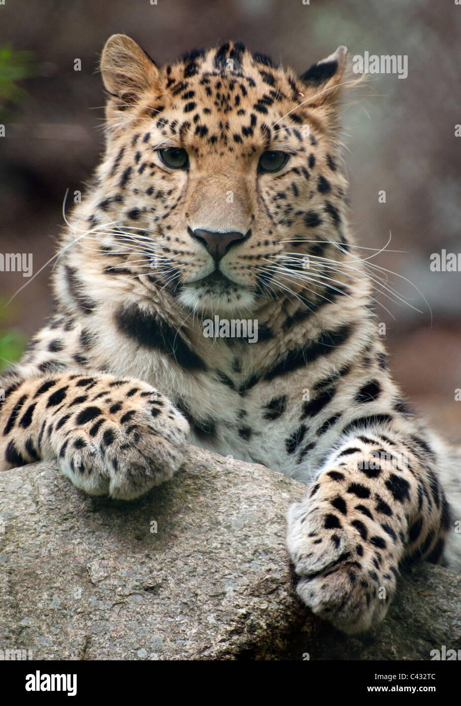 Leopard lying on tree hi-res stock photography and images - Alamy
