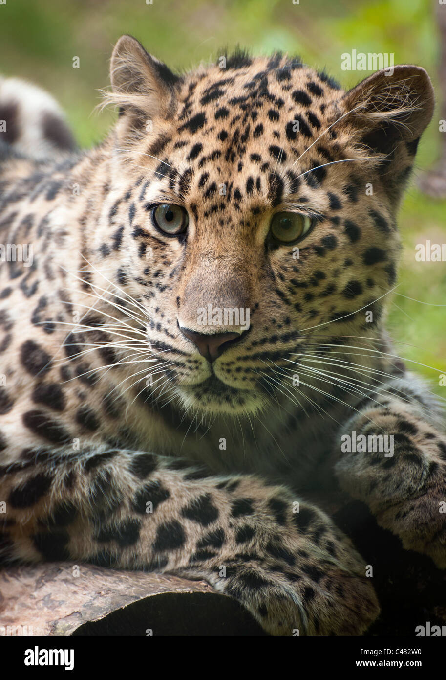 Female Amur leopard lying on tree, looking alert Stock Photo - Alamy