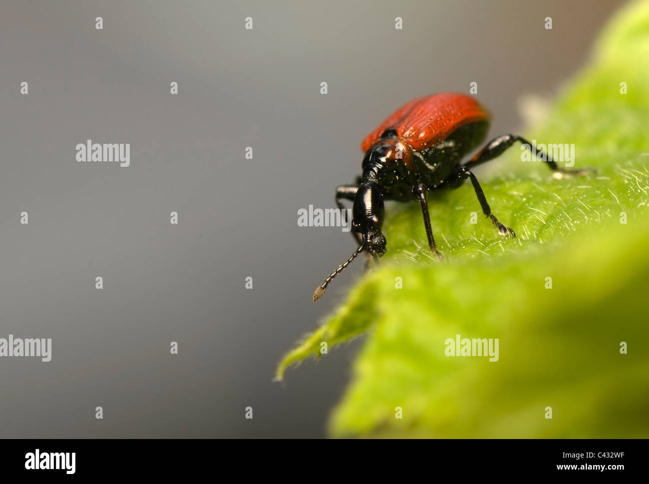 Rhynchitidae hi-res stock photography and images - Alamy