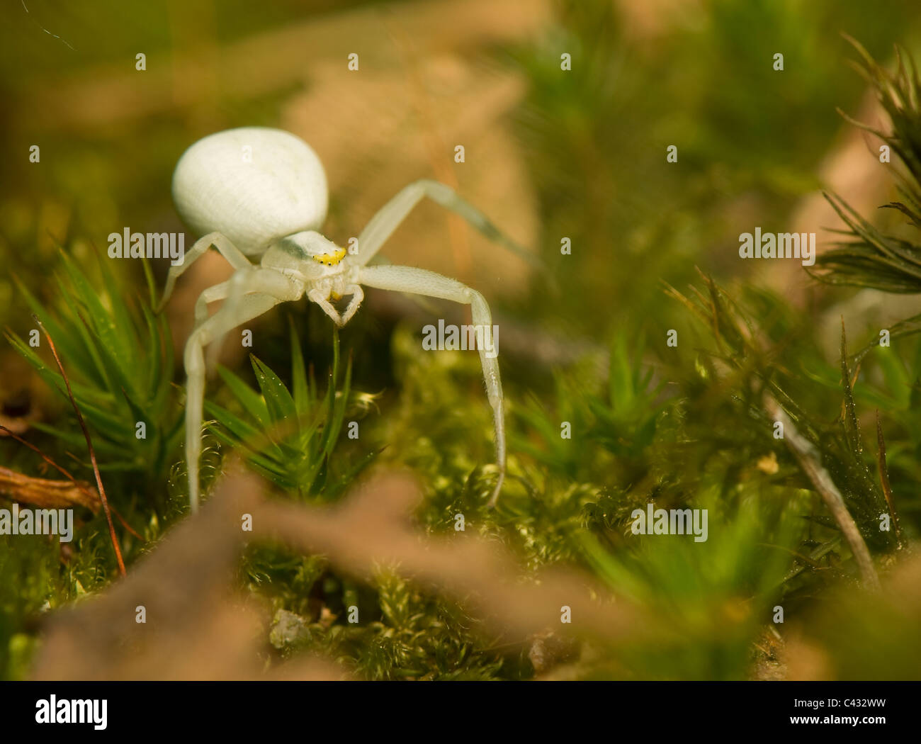 Albino Spider Skyrim