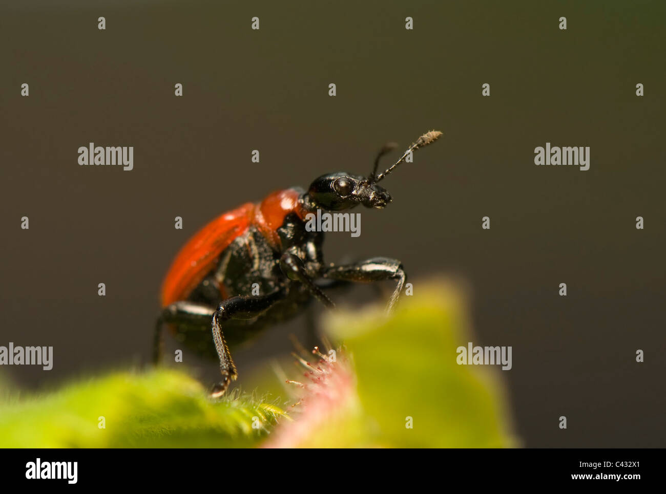 Rhynchitidae hi-res stock photography and images - Alamy