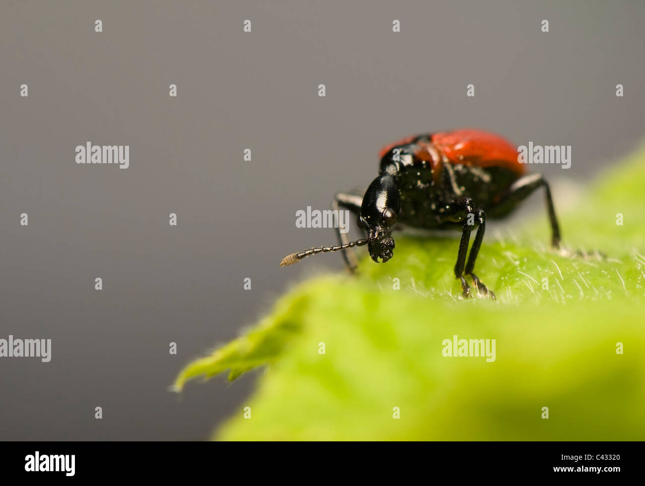 Rhynchitidae High Resolution Stock Photography and Images - Alamy