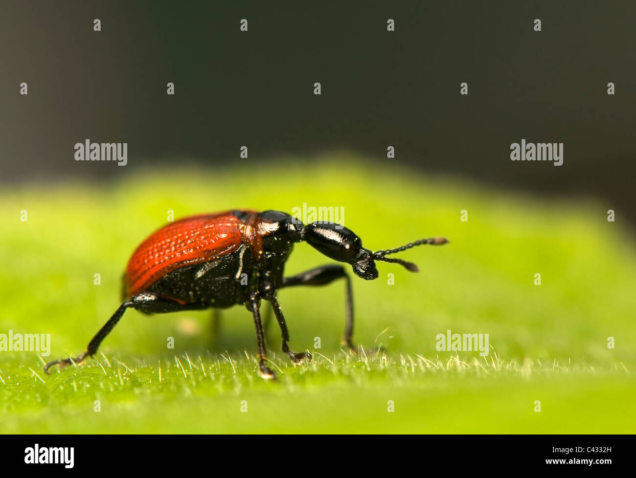 Rhynchitidae High Resolution Stock Photography and Images - Alamy