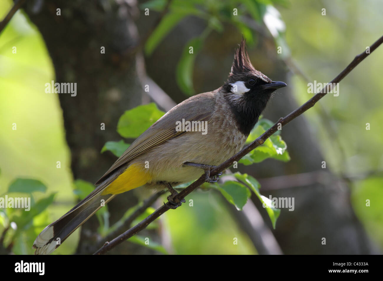Yellow bulbul india hi-res stock photography and images - Alamy