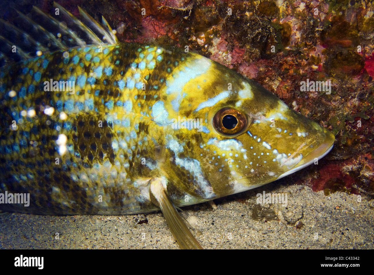 Coloured fish hi-res stock photography and images - Alamy
