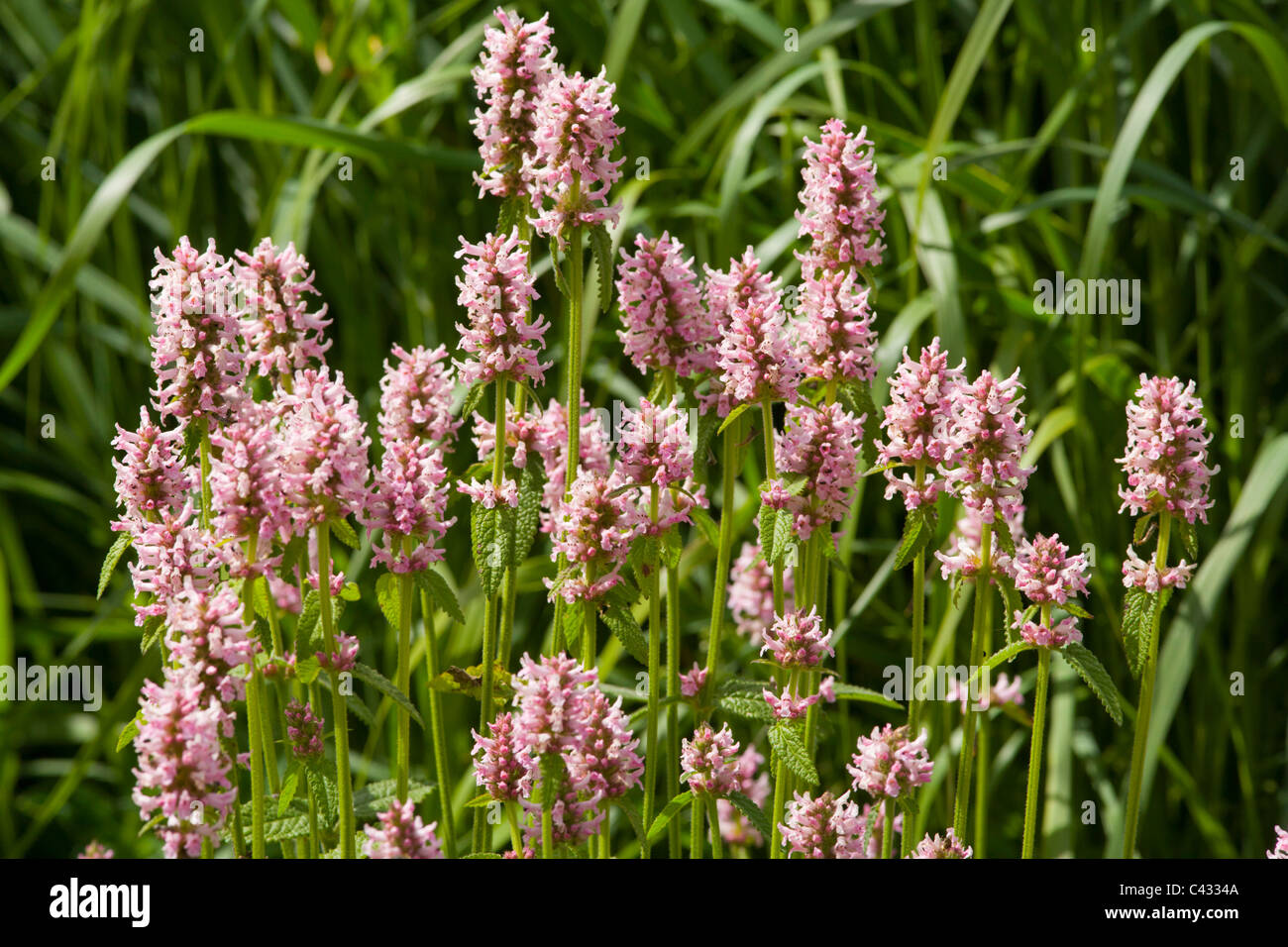 Pink flowers in a garden border Stock Photo - Alamy