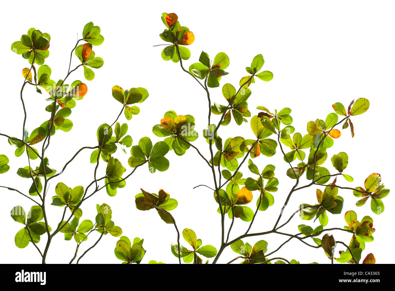 tropical tree branches and leaf isolated on white background Stock ...