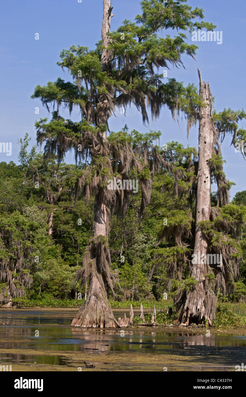 Scenic views of the Wakulla River at Wakulla Springs State Park near ...