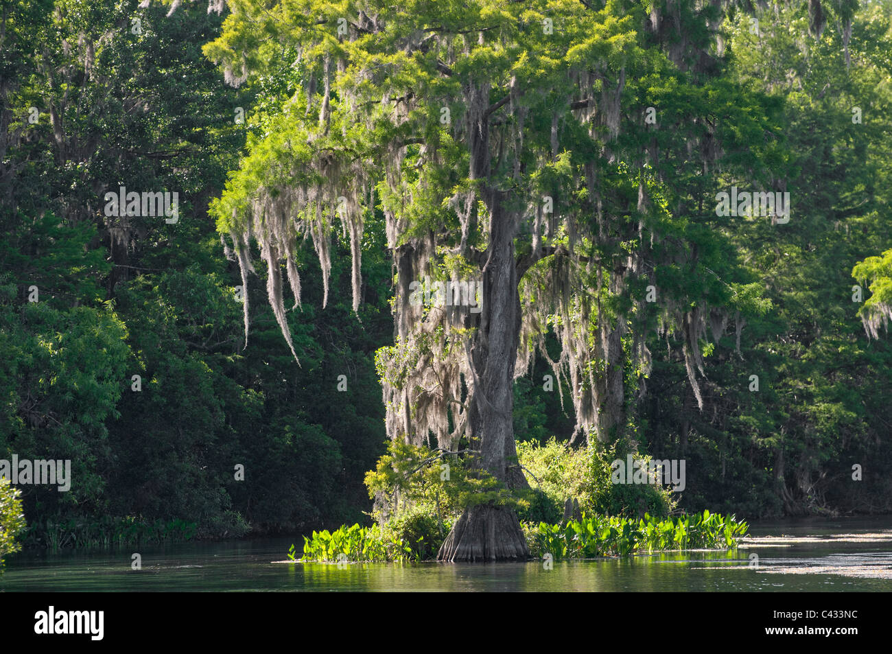 Scenic views of the Wakulla River at Wakulla Springs State Park near ...