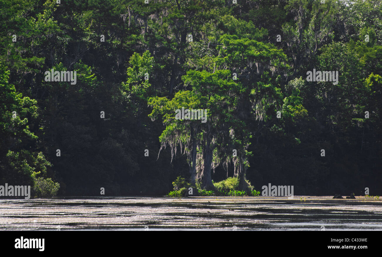 Scenic views of the Wakulla River at Wakulla Springs State Park near ...