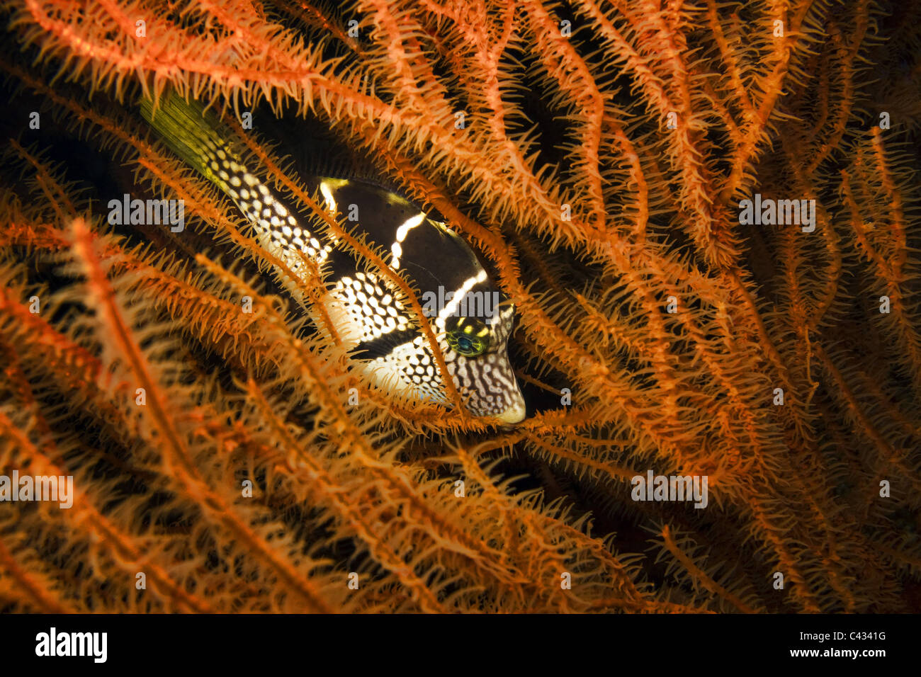 Hidden underwater hi-res stock photography and images - Alamy