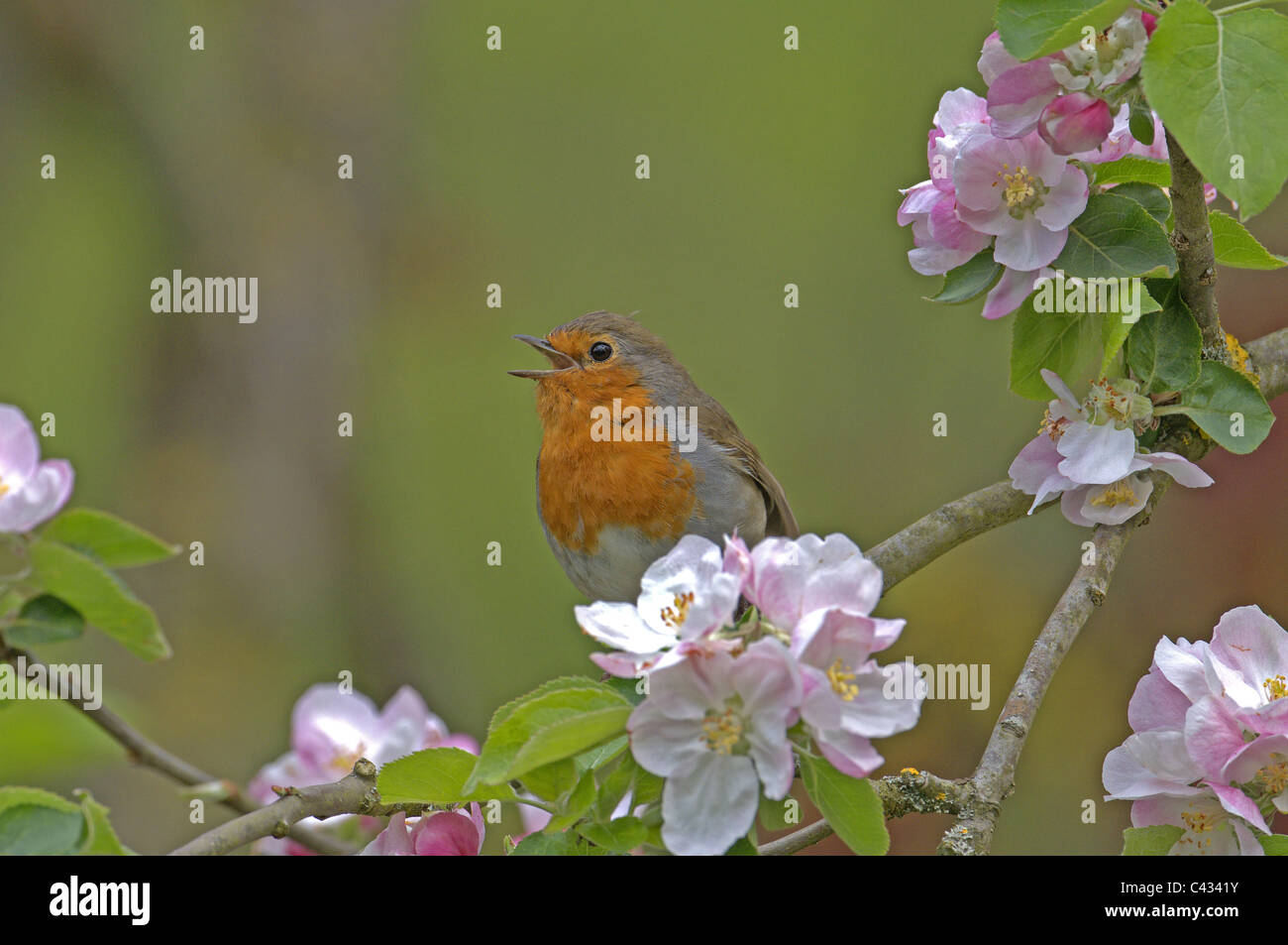 Robin in blossom tree hi-res stock photography and images - Alamy