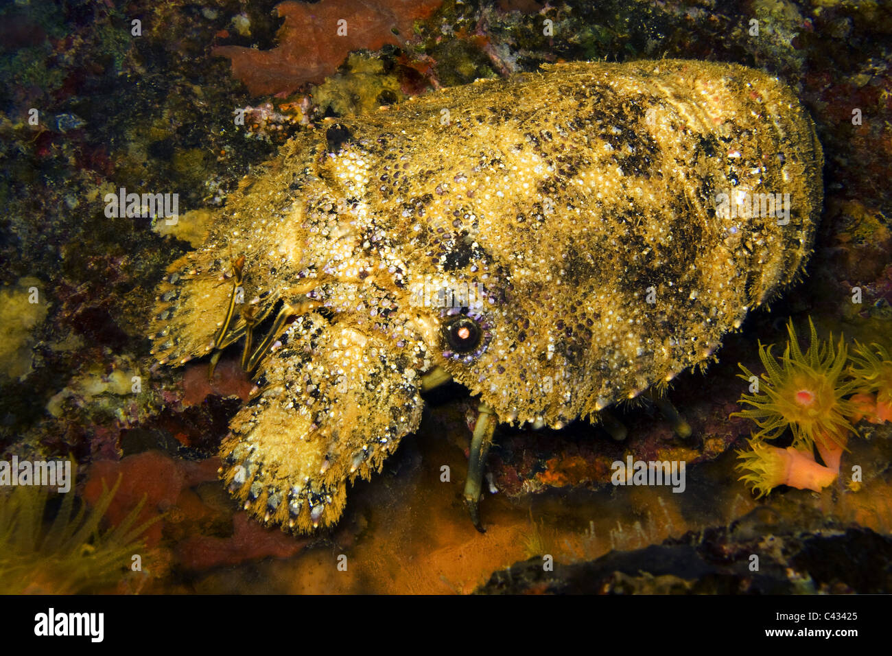 Cicada sea hi-res stock photography and images - Alamy