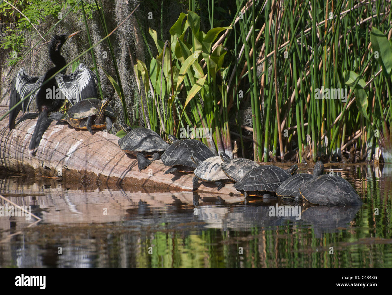 Suwannee cooter turtle hi-res stock photography and images - Alamy