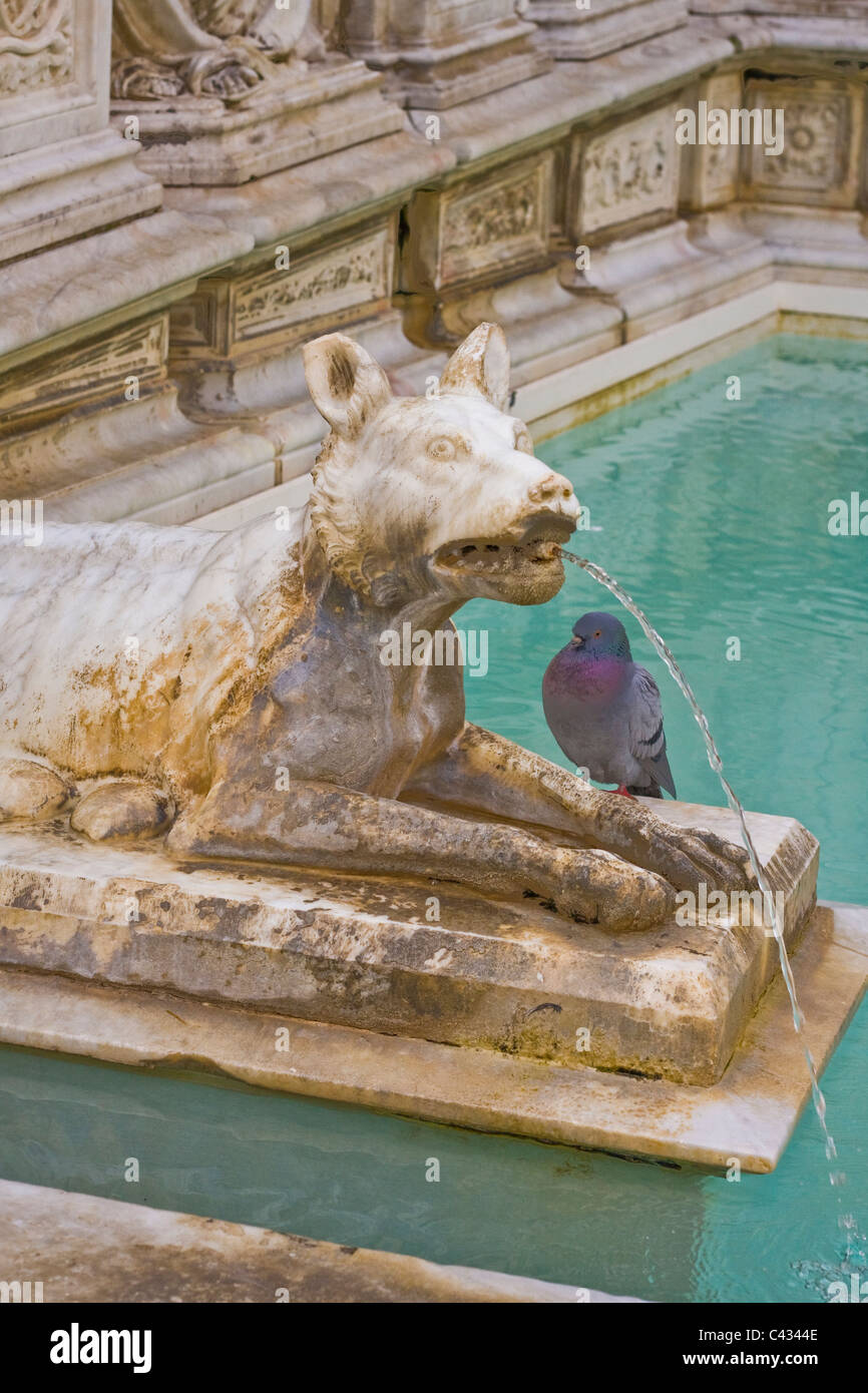 Siena she wolf hi-res stock photography and images - Alamy