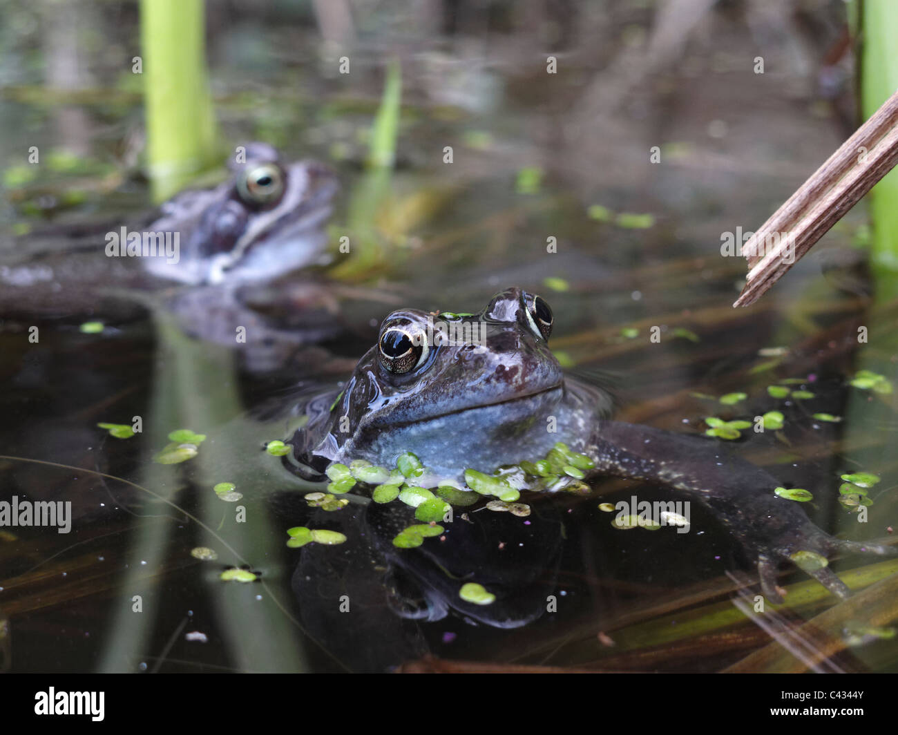 Frogs in a garden pond in Spring. Lincolnshire, England Stock Photo - Alamy
