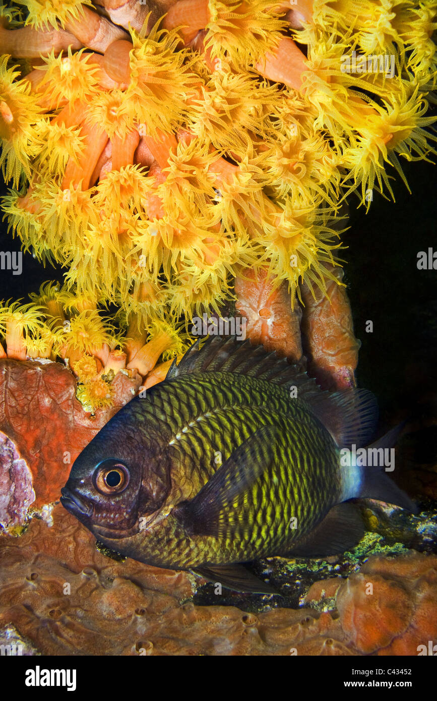 With damselfish hi-res stock photography and images - Alamy