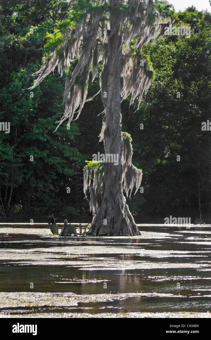 Scenic views of the Wakulla River at Wakulla Springs State Park near ...