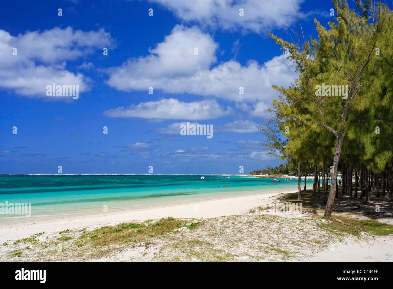 Casuarina Trees (Casuarina Equisetifolia) and Belle Mare Beach ...
