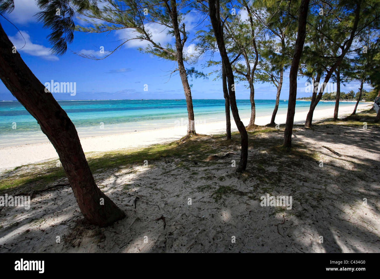 Casuarina Trees (Casuarina Equisetifolia) and Belle Mare Beach ...