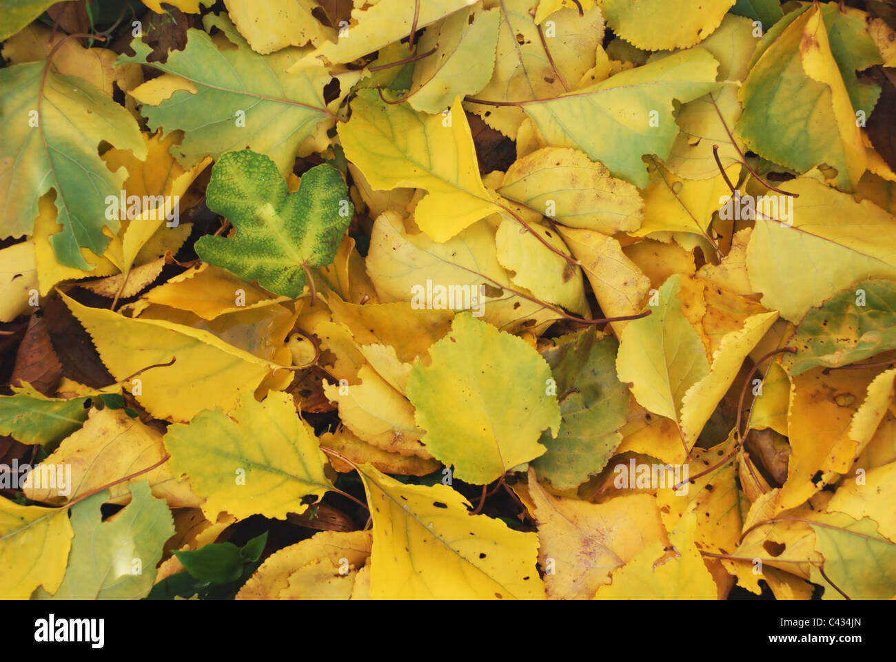 Background of yellow autumn leaves Stock Photo - Alamy