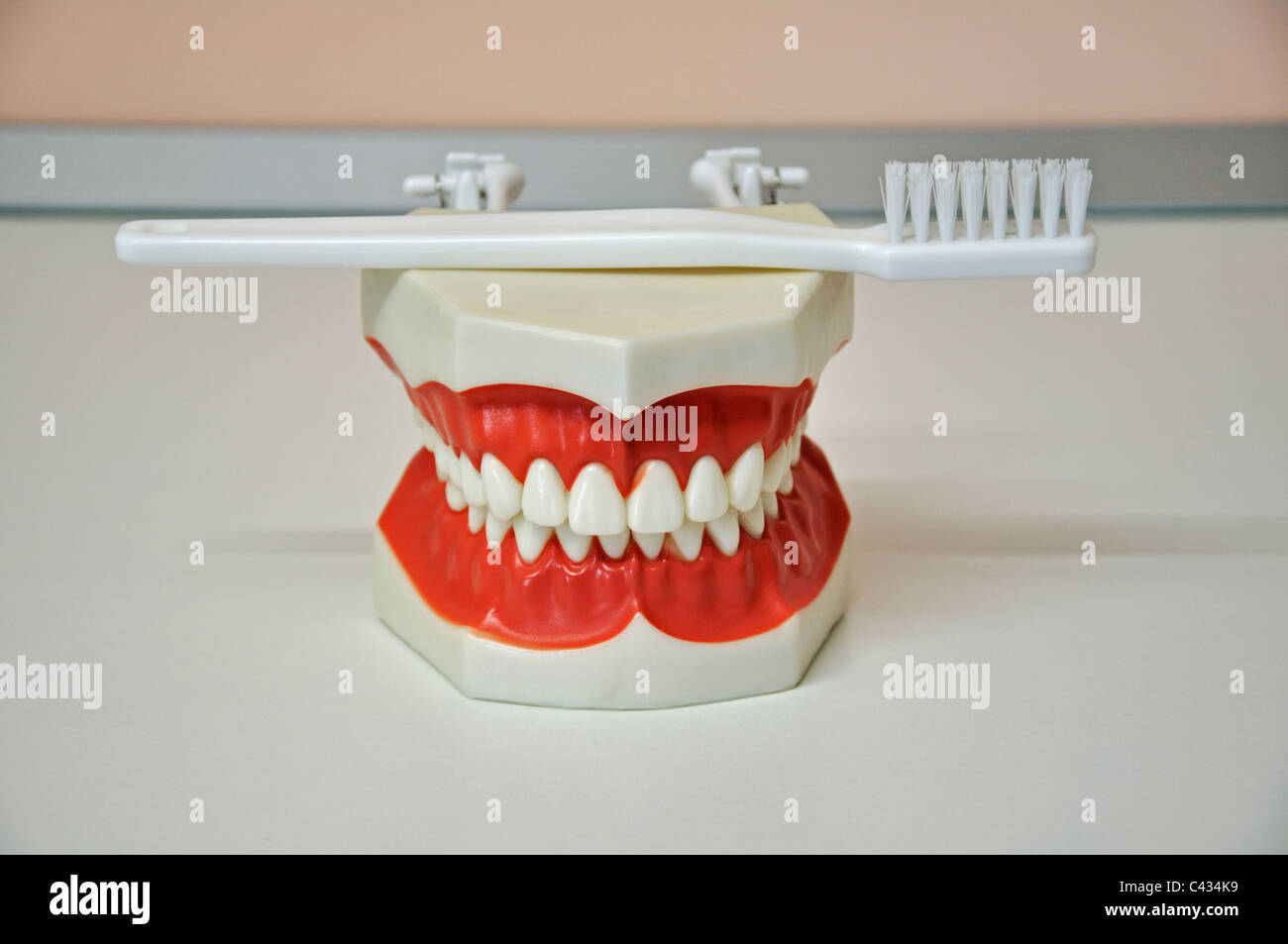 Model of teeth and toothbrush Stock Photo - Alamy