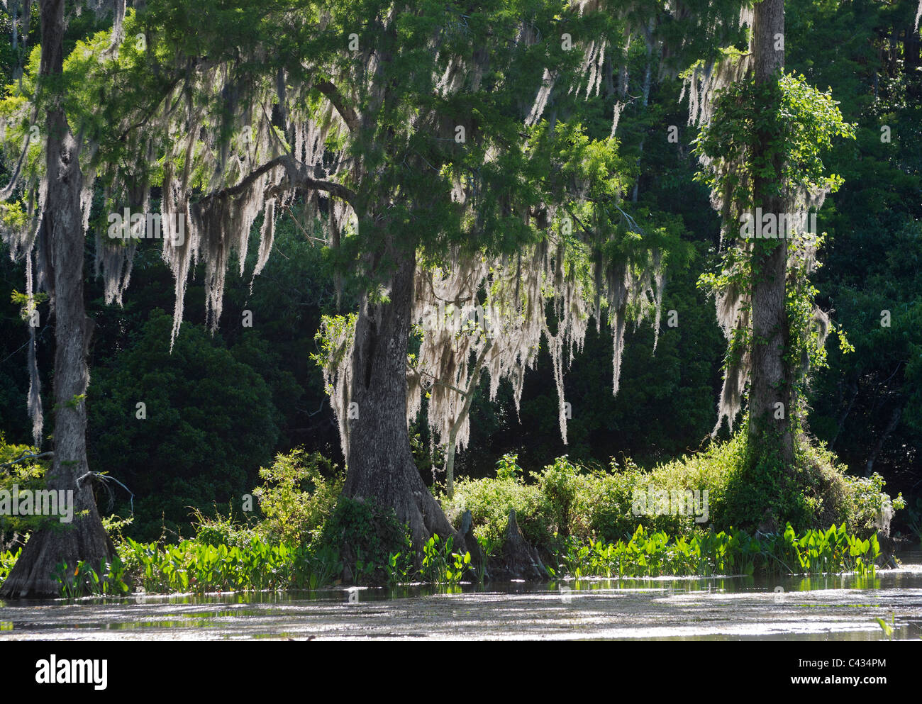 Wakulla springs state park hi-res stock photography and images - Alamy