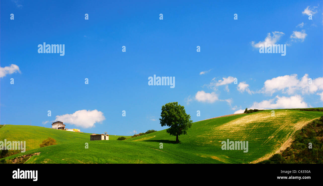 Typical bright summer landscape with green field and blue sky Stock ...