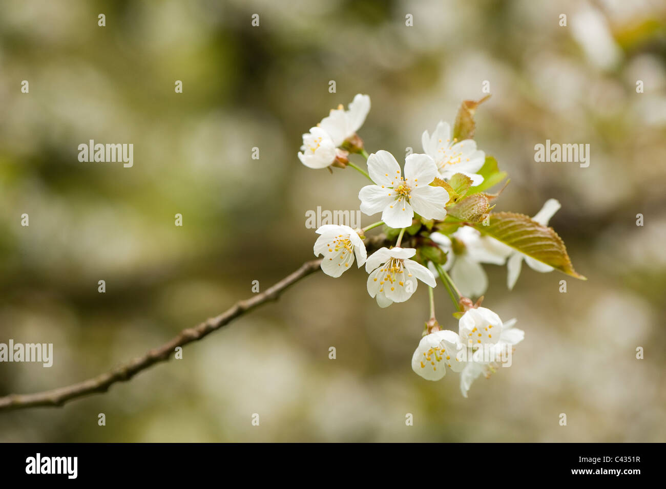 Prunus campanulata, Taiwan Cherry, in bloom Stock Photo - Alamy