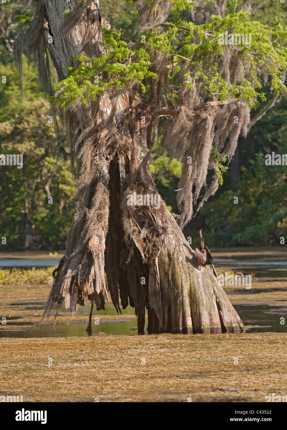 Bald cypress tree hi-res stock photography and images - Alamy
