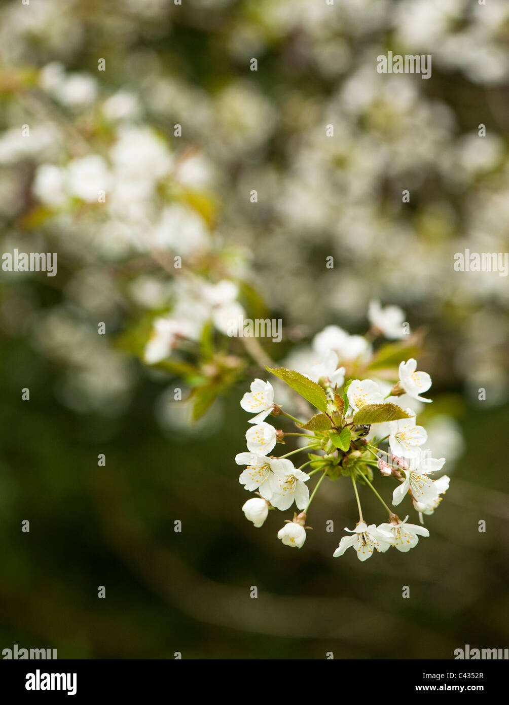 Prunus campanulata, Taiwan Cherry, in bloom Stock Photo - Alamy