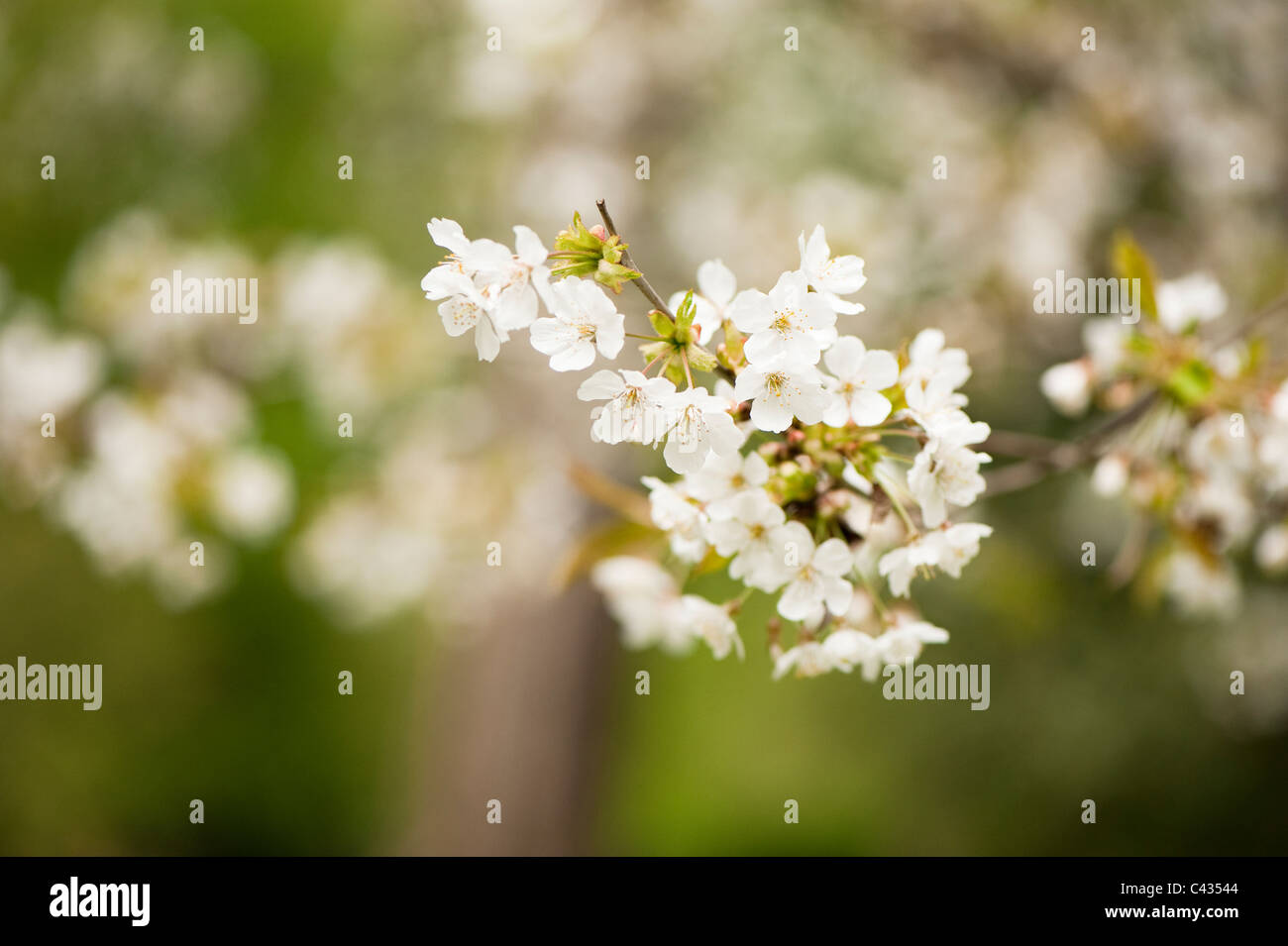 Prunus campanulata, Taiwan Cherry, in bloom Stock Photo - Alamy