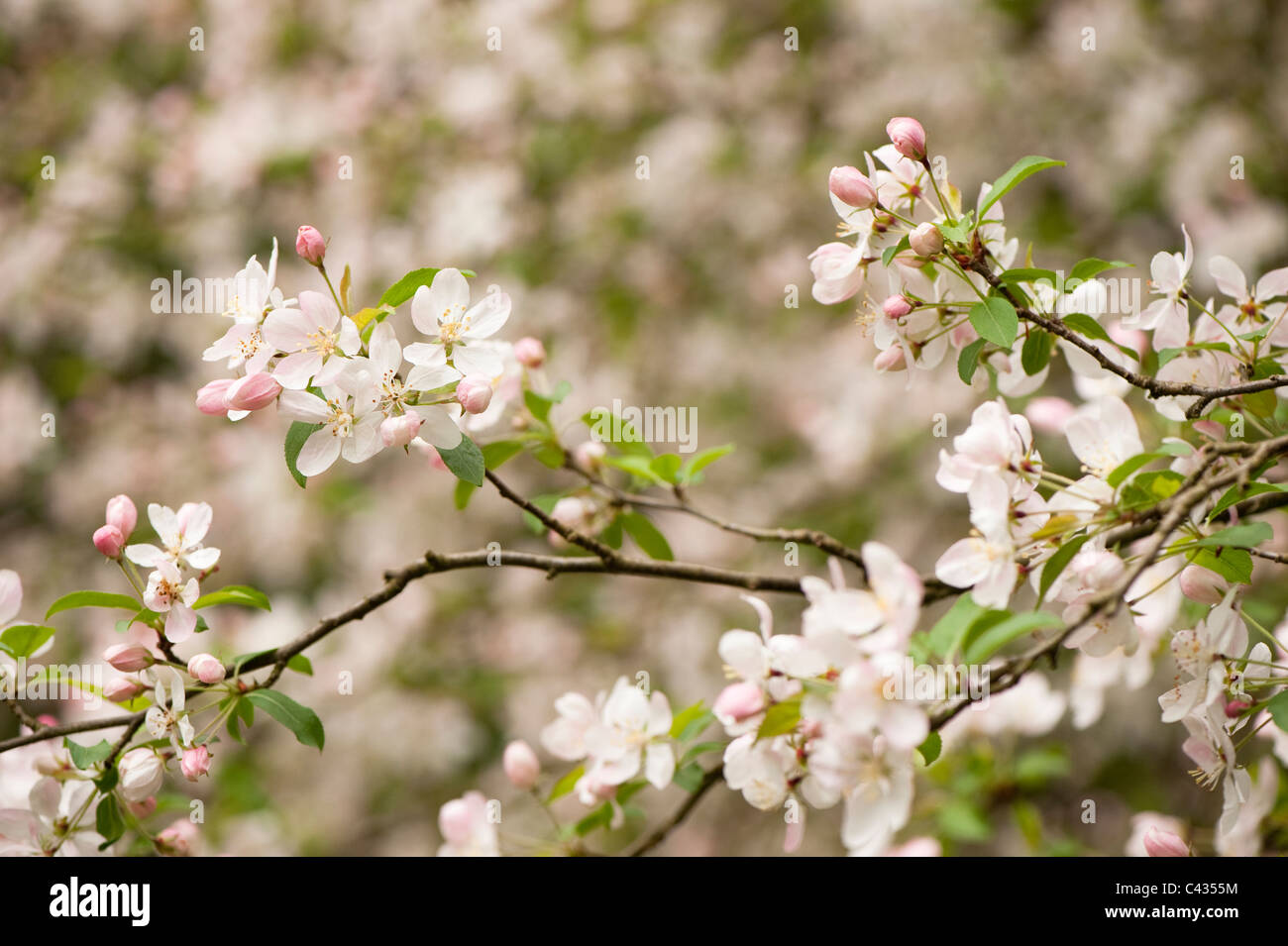 Malus prunifolia ‘Rinki’, Flowering Crab Stock Photo - Alamy