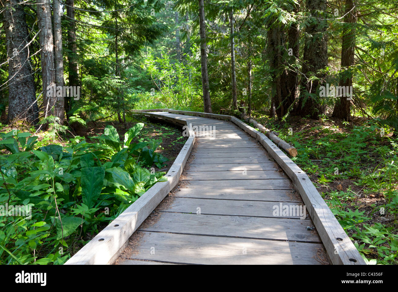 Boardwalk through forest hi-res stock photography and images - Alamy