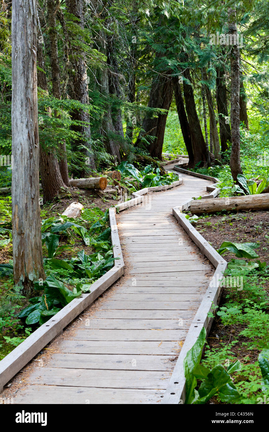 Boardwalk through forest on edge of Trillium Lake Oregon USA Stock ...