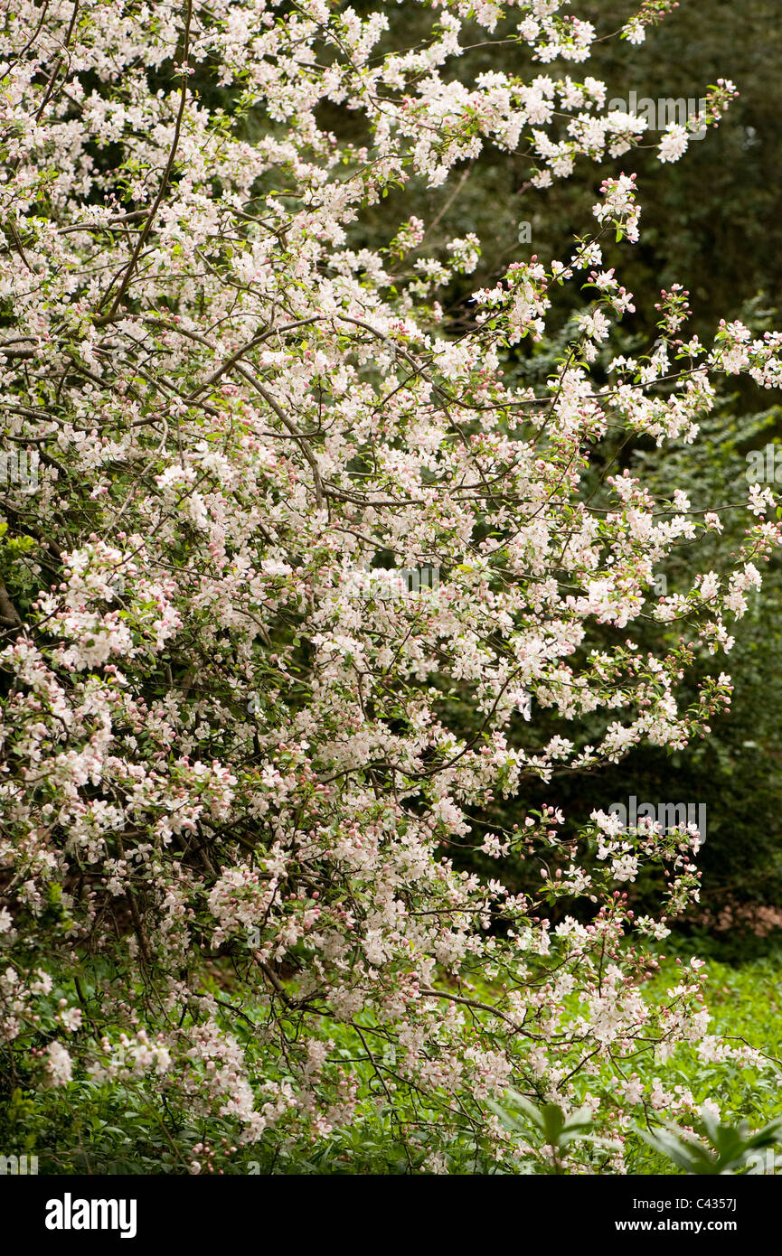 Malus prunifolia ‘Rinki’, Flowering Crab Stock Photo - Alamy