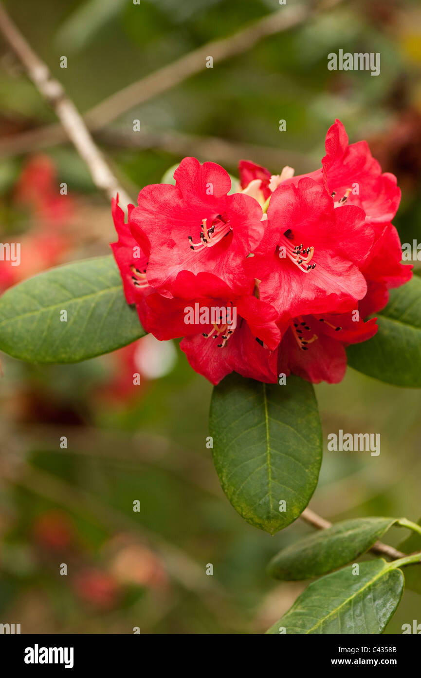 Deep Red Rhododendron High Resolution Stock Photography and Images - Alamy