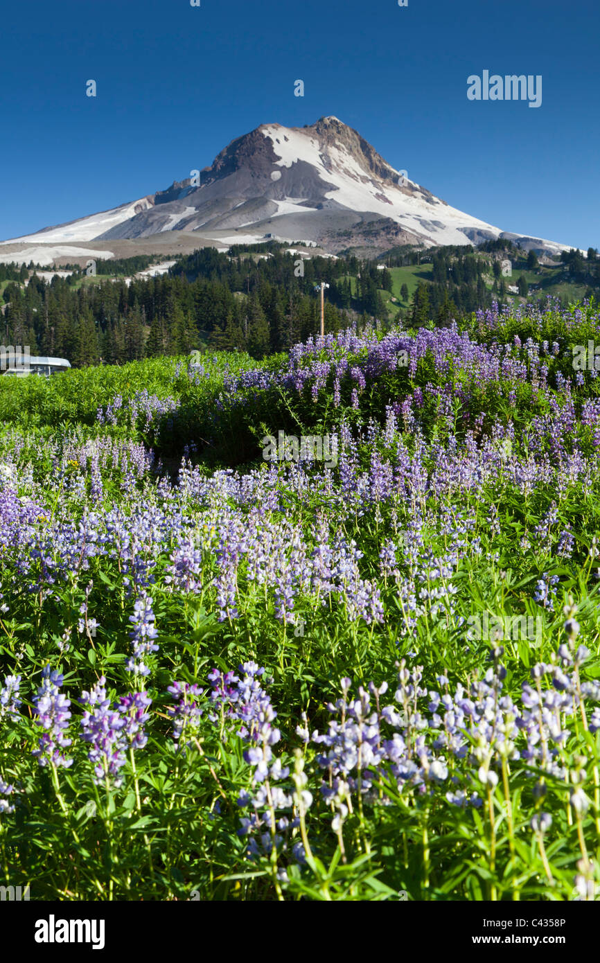 Lupins in Mount Hood Meadows Oregon Stock Photo - Alamy