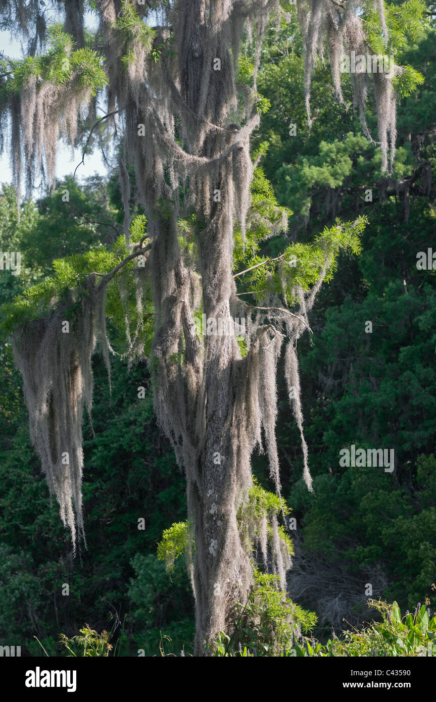 Bald cypress tree hi-res stock photography and images - Alamy