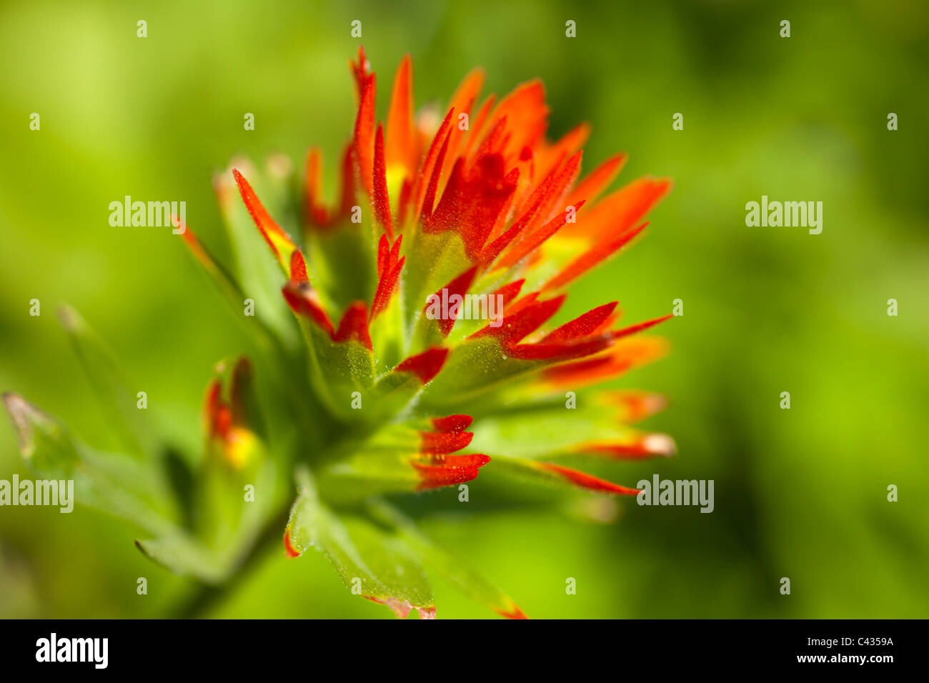 indian paintbrush paint in Mount Hood Meadows Oregon USA Stock Photo ...
