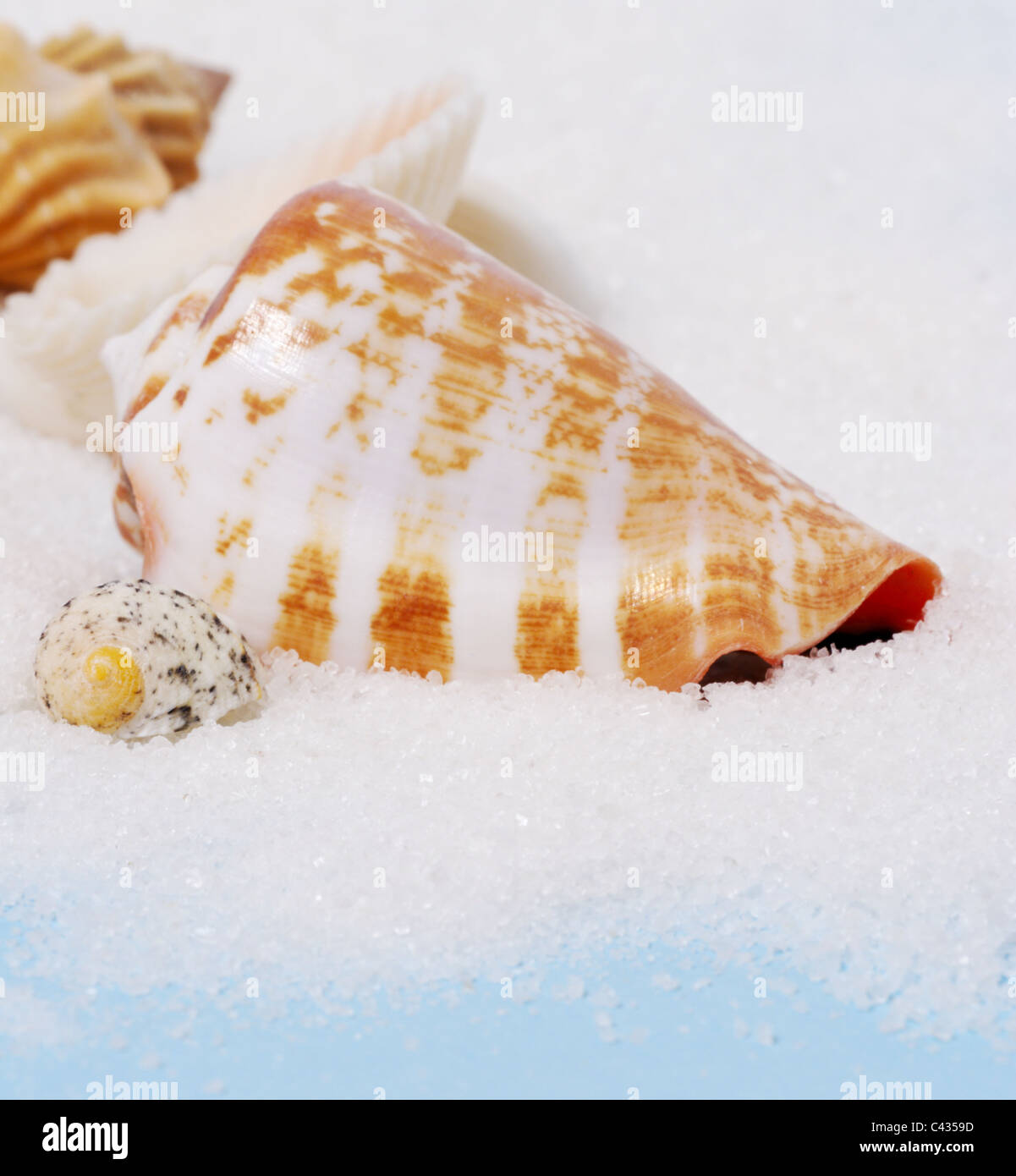 Shallow focus on little group of seashells on white sand Stock Photo ...