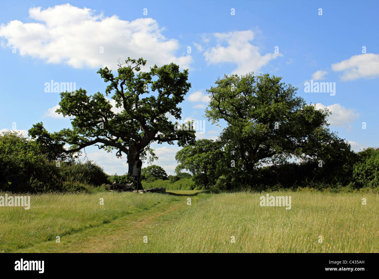 Trees in Tolworth Court Farm Nature Reserve, Surrey England UK Stock ...
